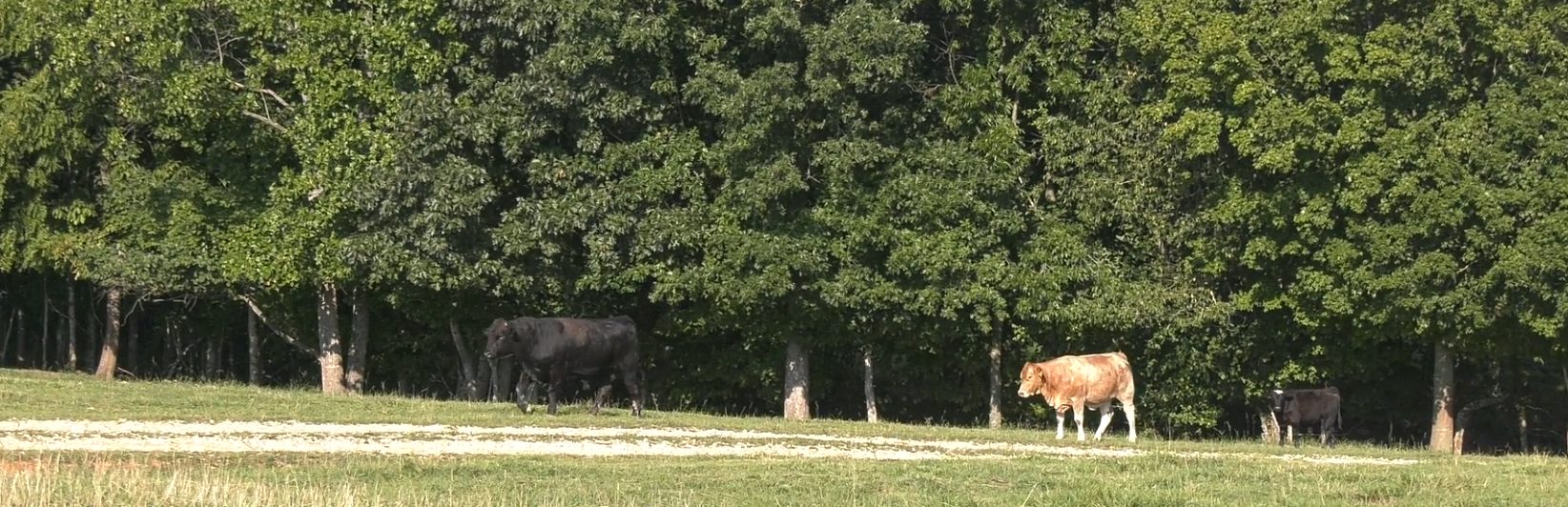 Photos | Daniel's Beefmaster Cattle