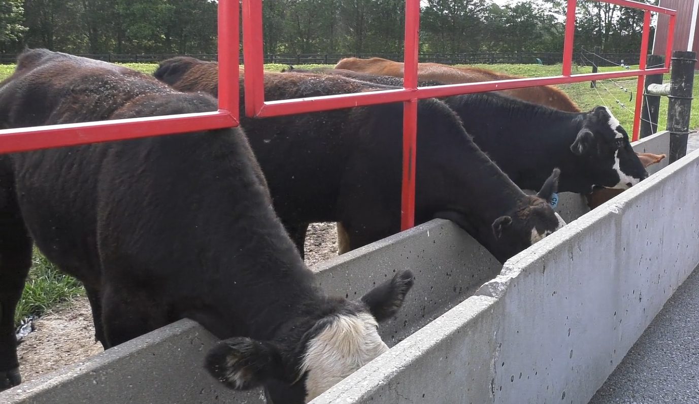 Photos | Daniel's Beefmaster Cattle